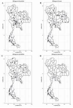 EUKRATOM | Mitragyna-Arten, die Sie in Thailand kennen sollten